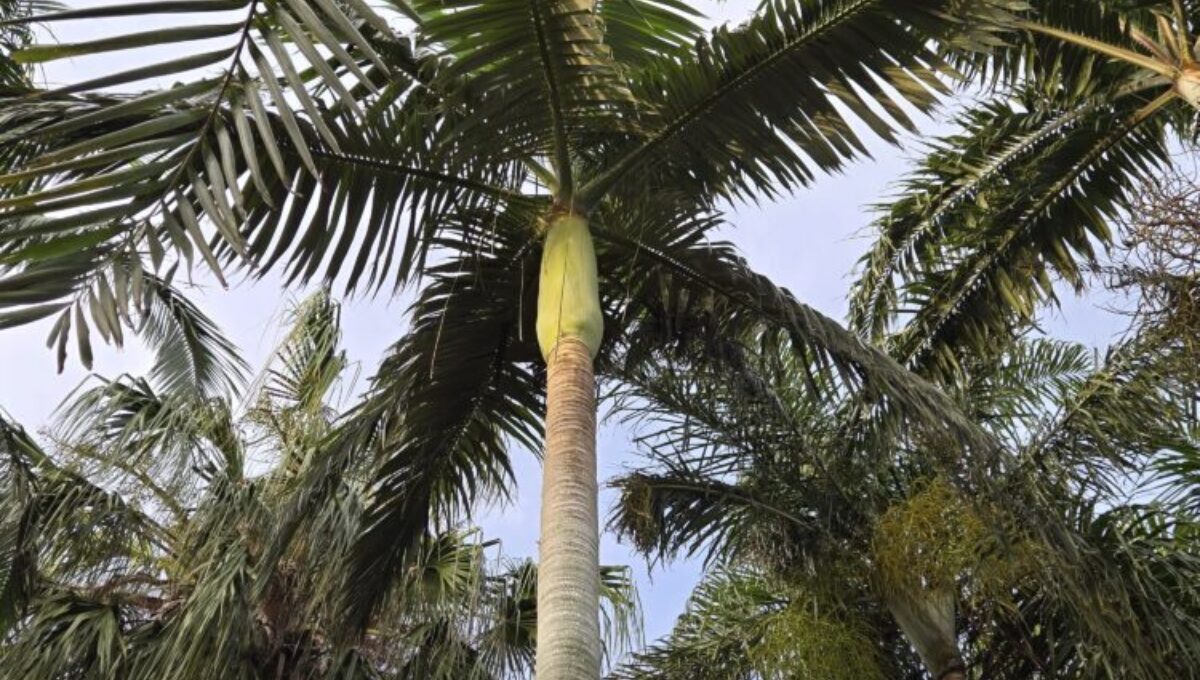 Archontophoenix alexandrae | King Palm, Alexander Palm - ProjectPalm.net