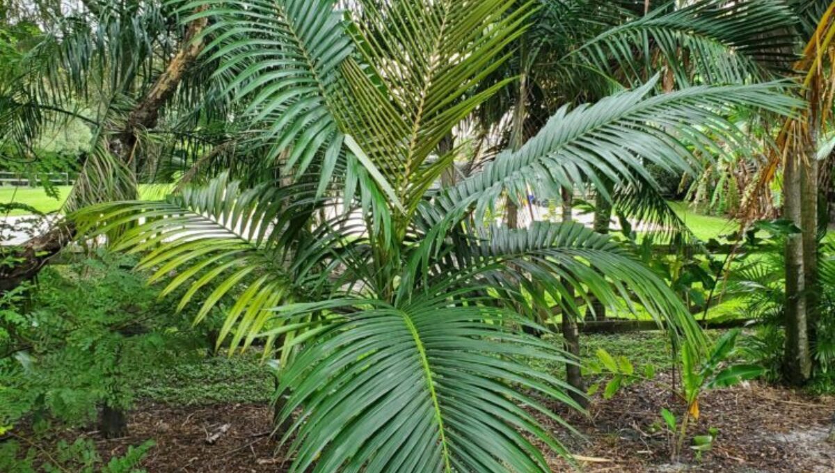Archontophoenix myolensis | Myola King Palm - ProjectPalm.net