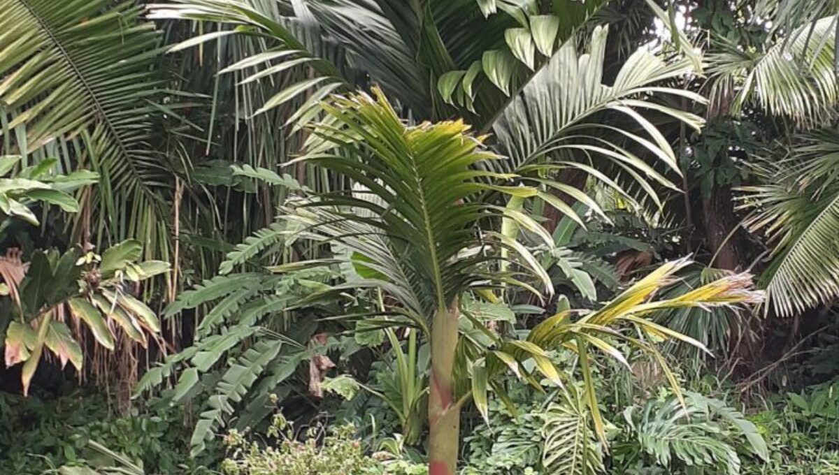 Areca macrocalyx | Highland Betel Nut Palm - ProjectPalm.net