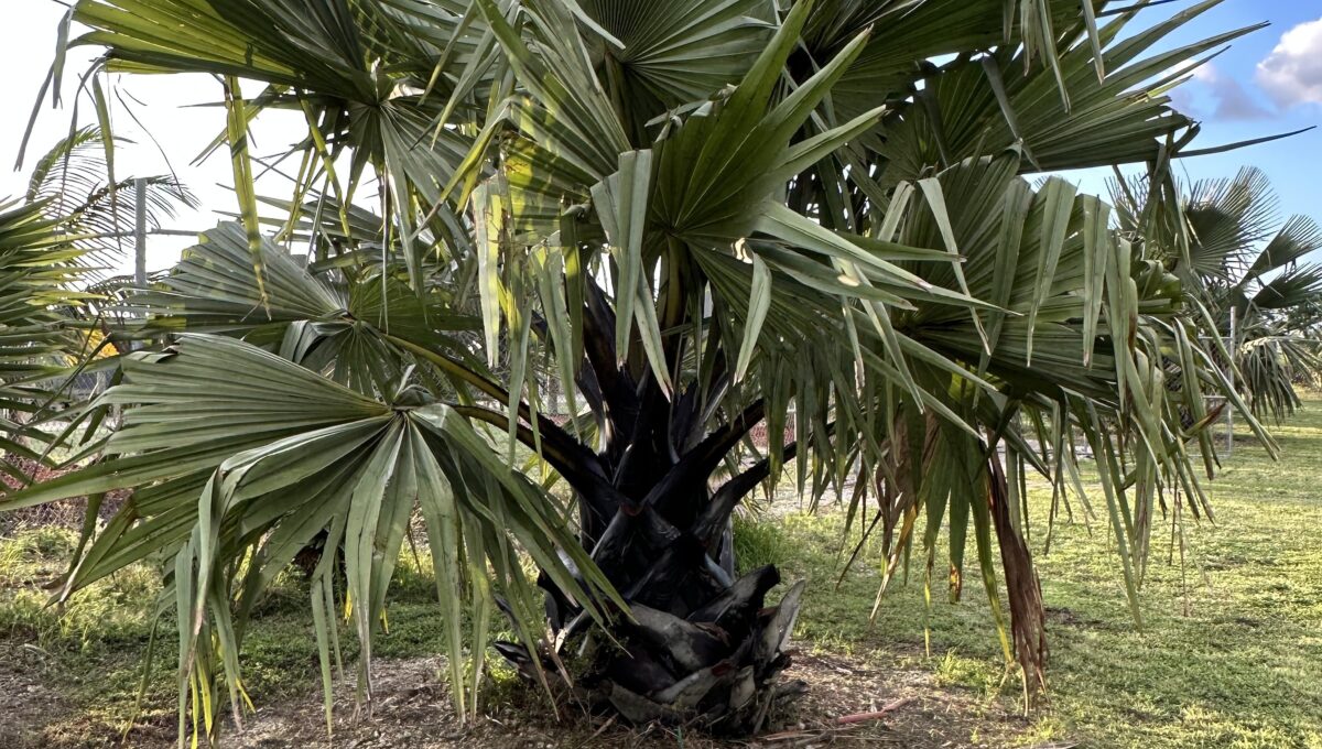 Borassus aethiopum | Palmyra Palm - ProjectPalm.net