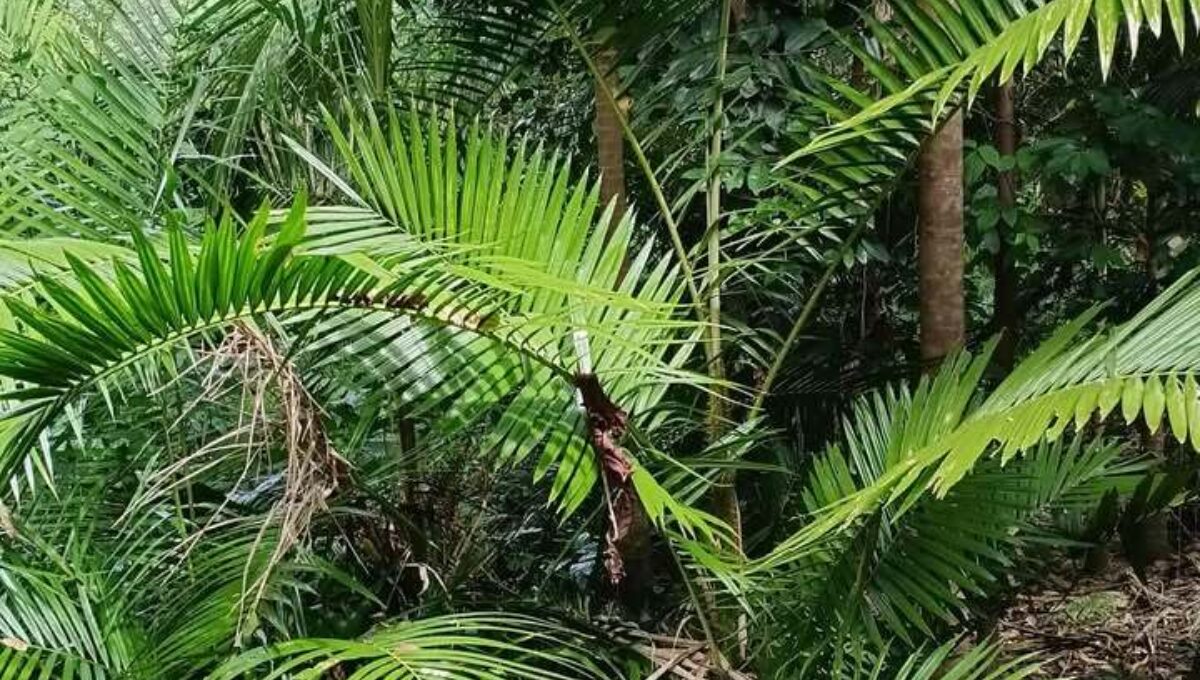 Calamus australis | Wait-a-While, Lawyer Cane - ProjectPalm.net