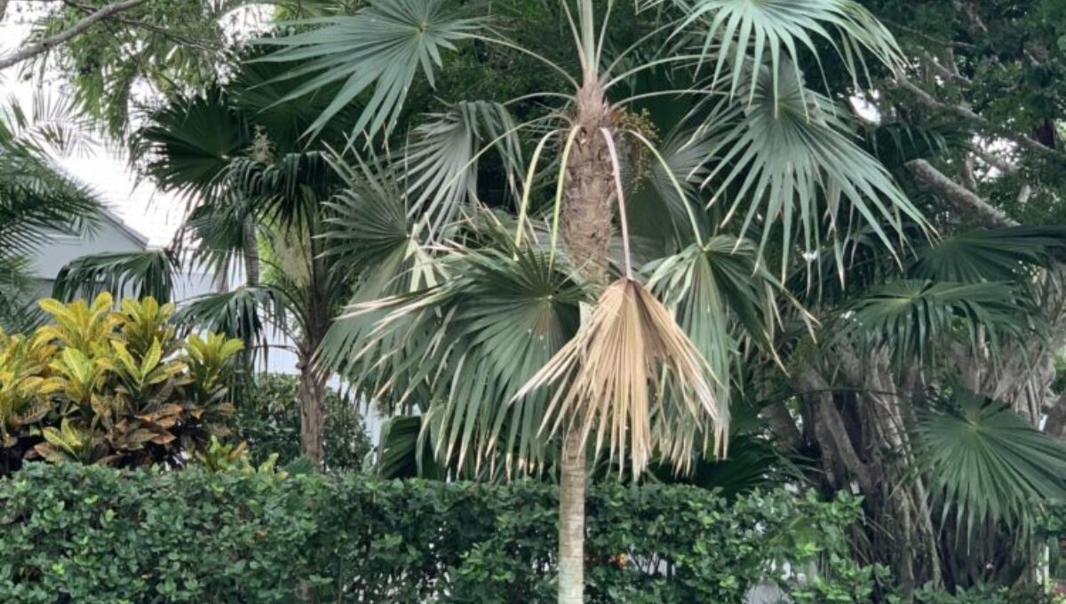 Coccothrinax argentata | Silver Thatch Palm - ProjectPalm.net