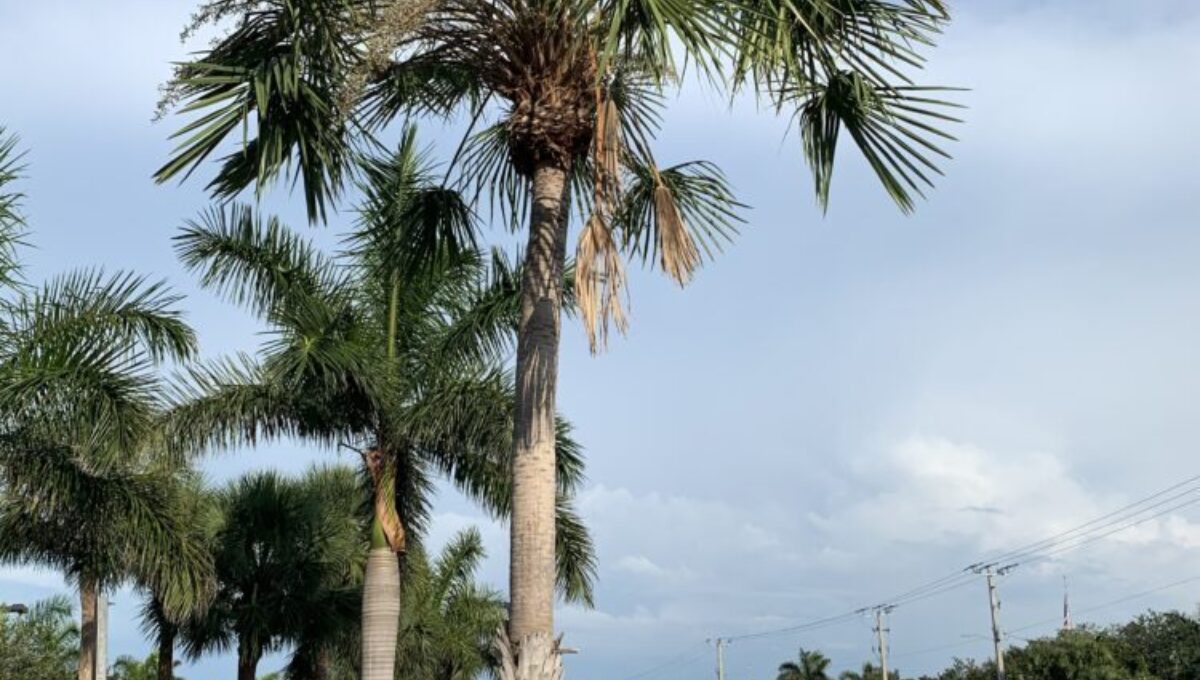 Copernicia alba | Caranday Palm - ProjectPalm.net