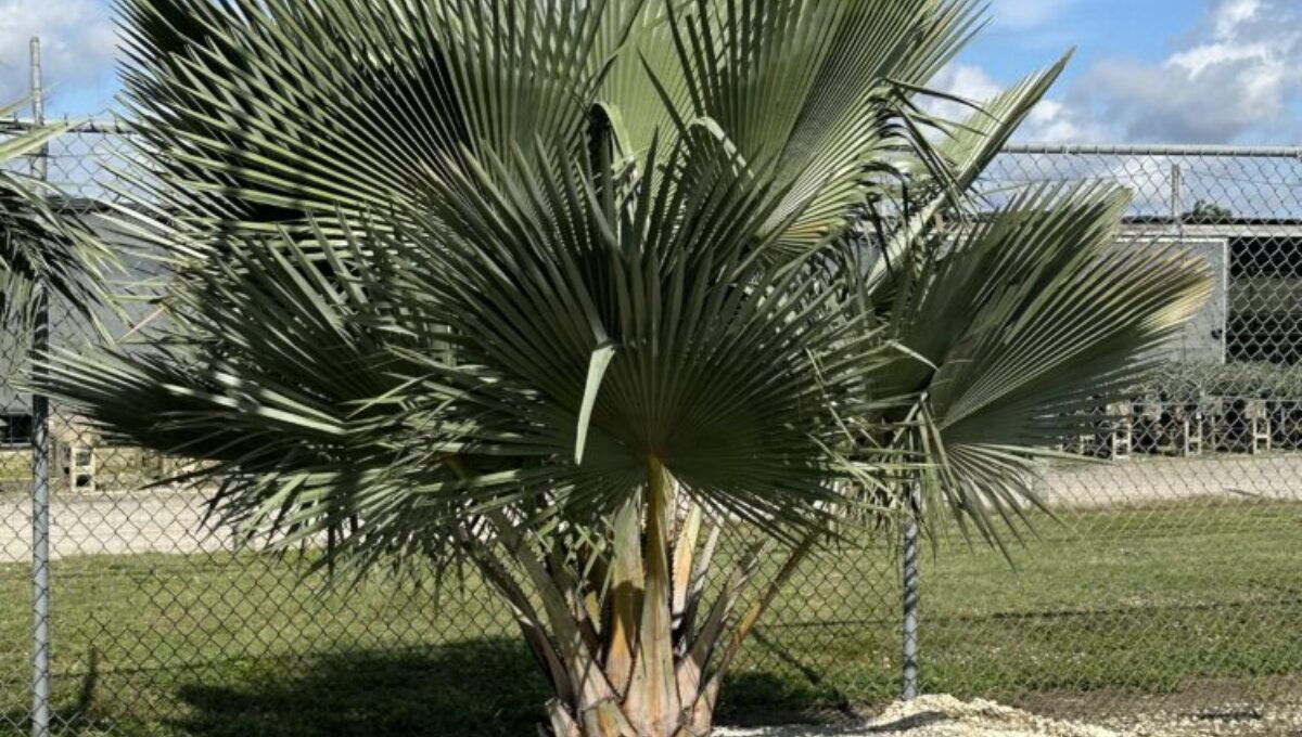 Copernicia baileyana | Yarey Palm, Bailey Palm, Cuban Wax Palm ...
