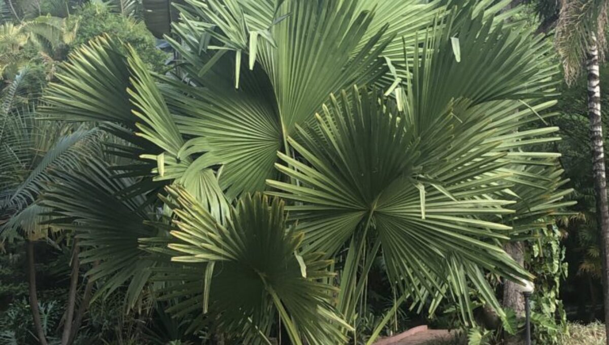 Corypha umbraculifera | Talipot Palm - ProjectPalm.net