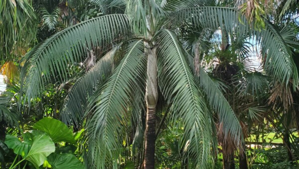 Dictyosperma album var. conjugatum | Round Island Hurricane Palm - ProjectPalm.net