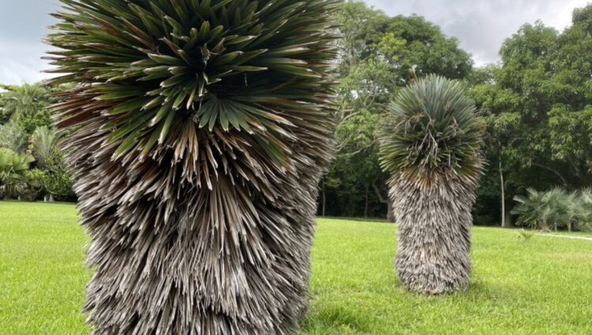 Hemithrinax ekmaniana | Jumagua Palm - ProjectPalm.net