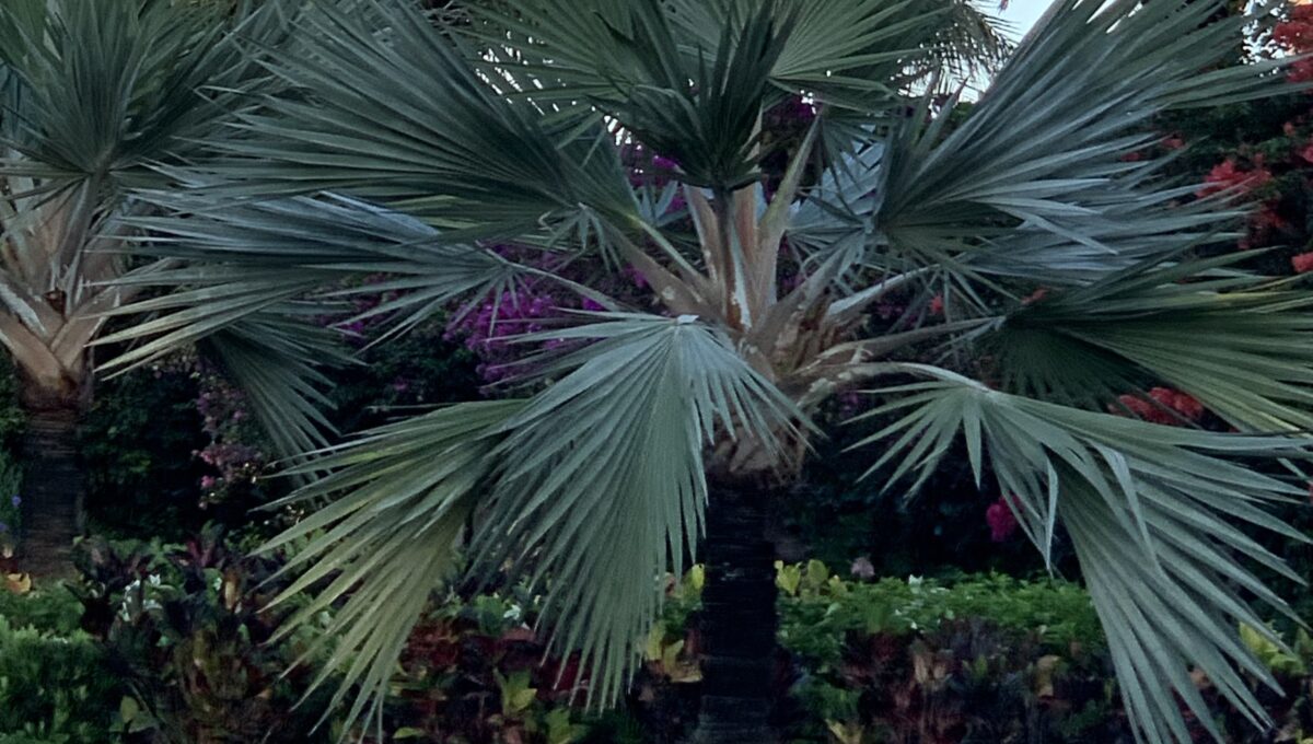Latania loddigesii | Blue Latan Palm - ProjectPalm.net