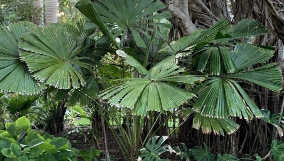 Licuala ramsayi var. ramsayi | Australian Fan Palm - ProjectPalm.net