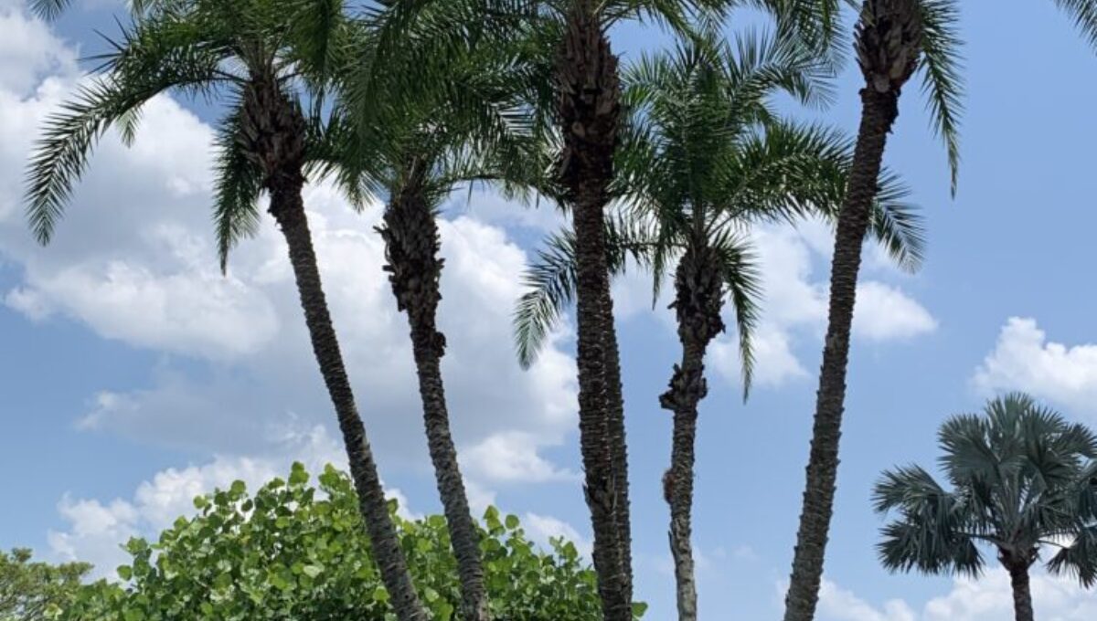 Phoenix reclinata | Senegal Date Palm - ProjectPalm.net