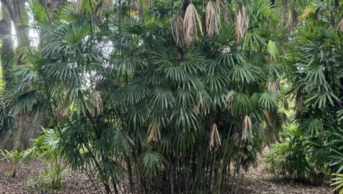 Rhapis humilis | Slender Lady Palm - ProjectPalm.net