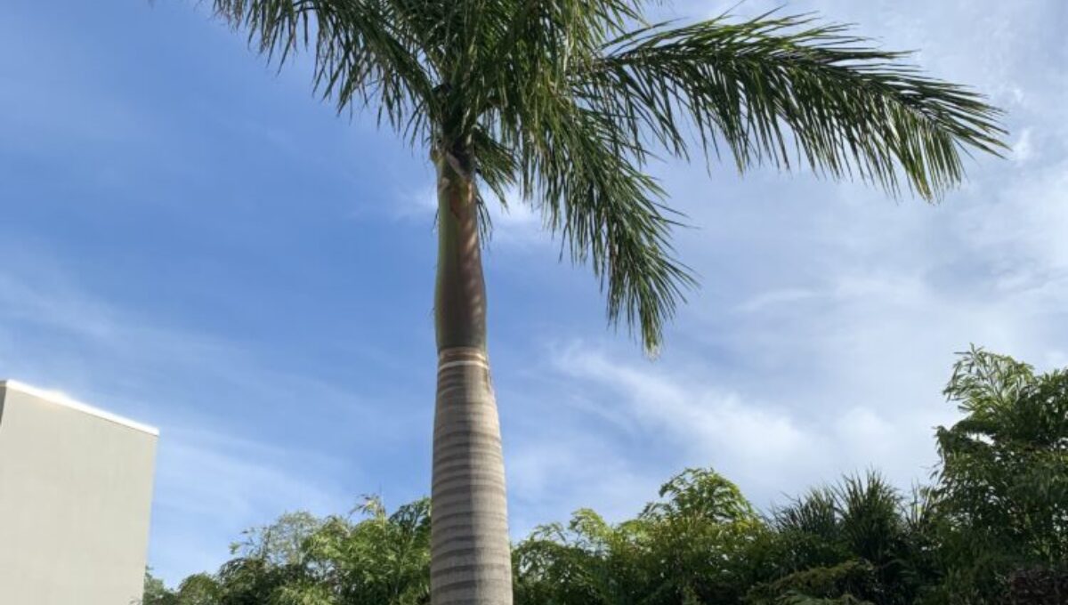 Roystonea regia | Cuban Royal Palm - ProjectPalm.net