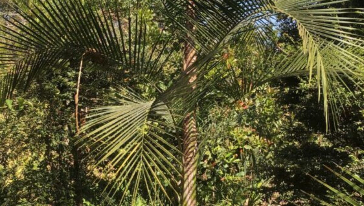 Syagrus botryophora | Pati Queen Palm - ProjectPalm.net