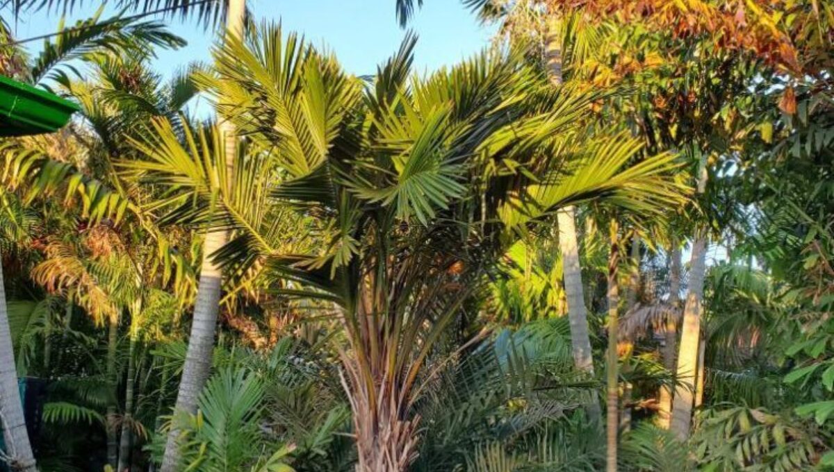 Syagrus schizophylla | Arikury Palm - ProjectPalm.net