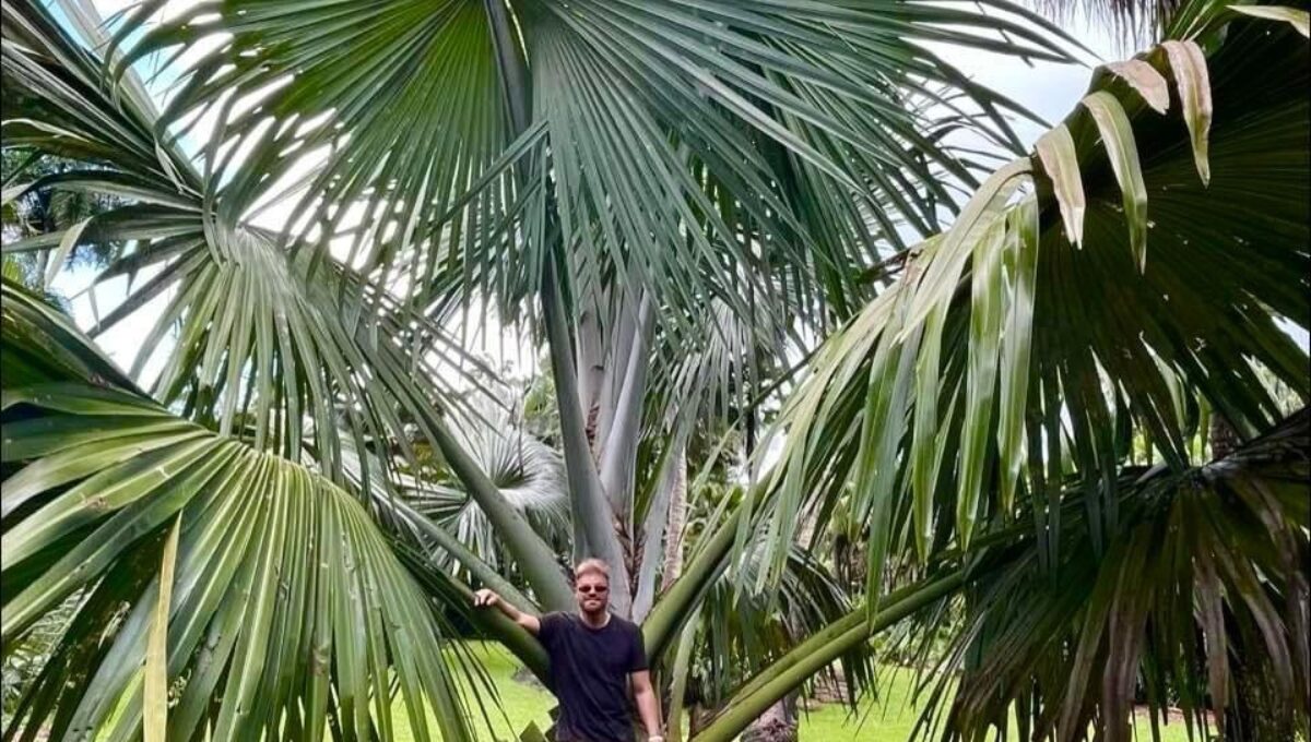 Tahina spectabilis | Blessed Palm - ProjectPalm.net