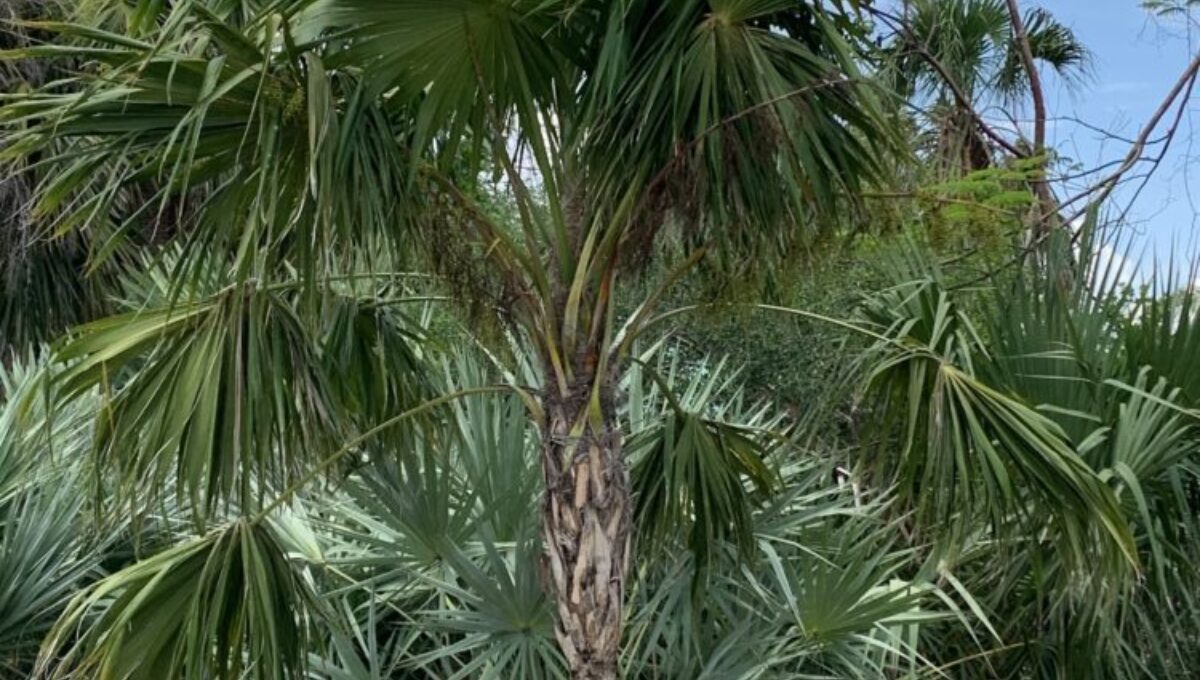Thrinax radiata | Florida Thatch Palm - ProjectPalm.net