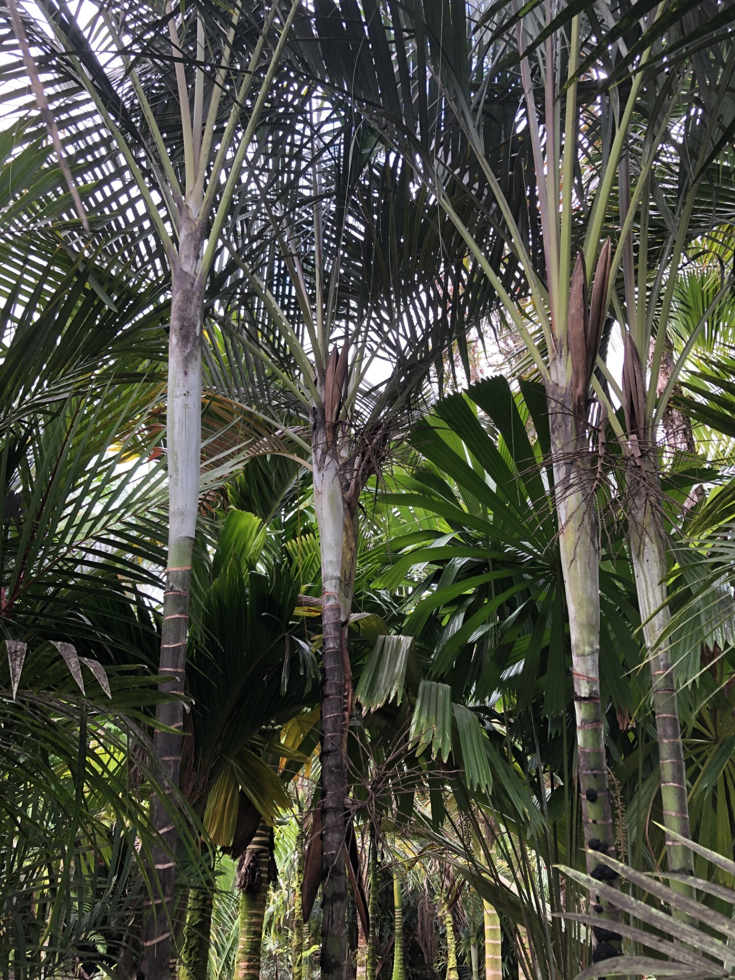 Chrysalidocarpus sp. 'Baby Red Stems' - ProjectPalm.net