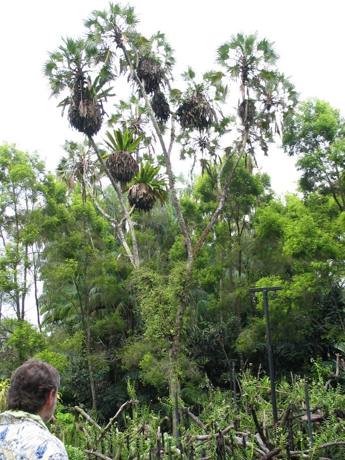 Hyphaene compressa | East African Doum Palm - ProjectPalm.net