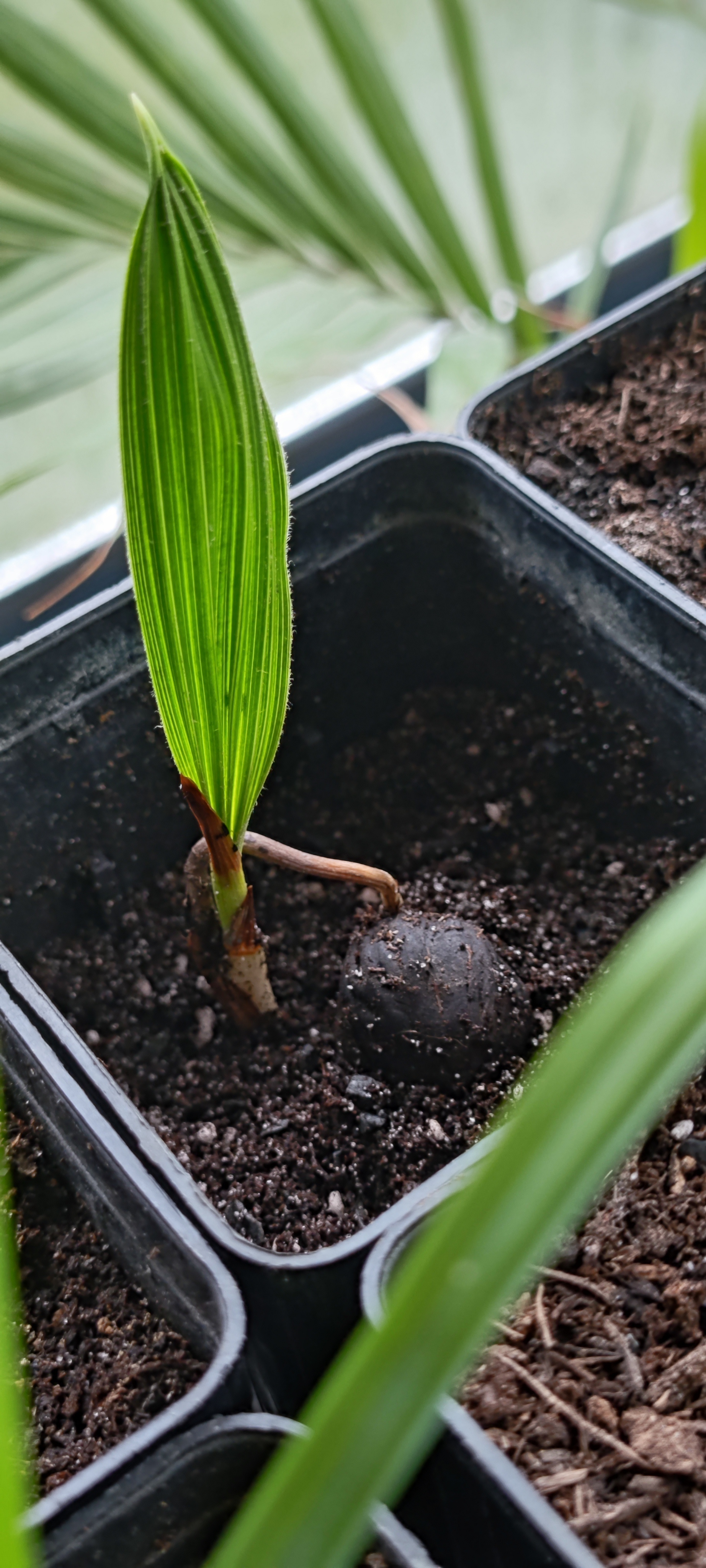 Parajubaea torallyi var. microcarpa | Bolivian Mountain Coconut ...