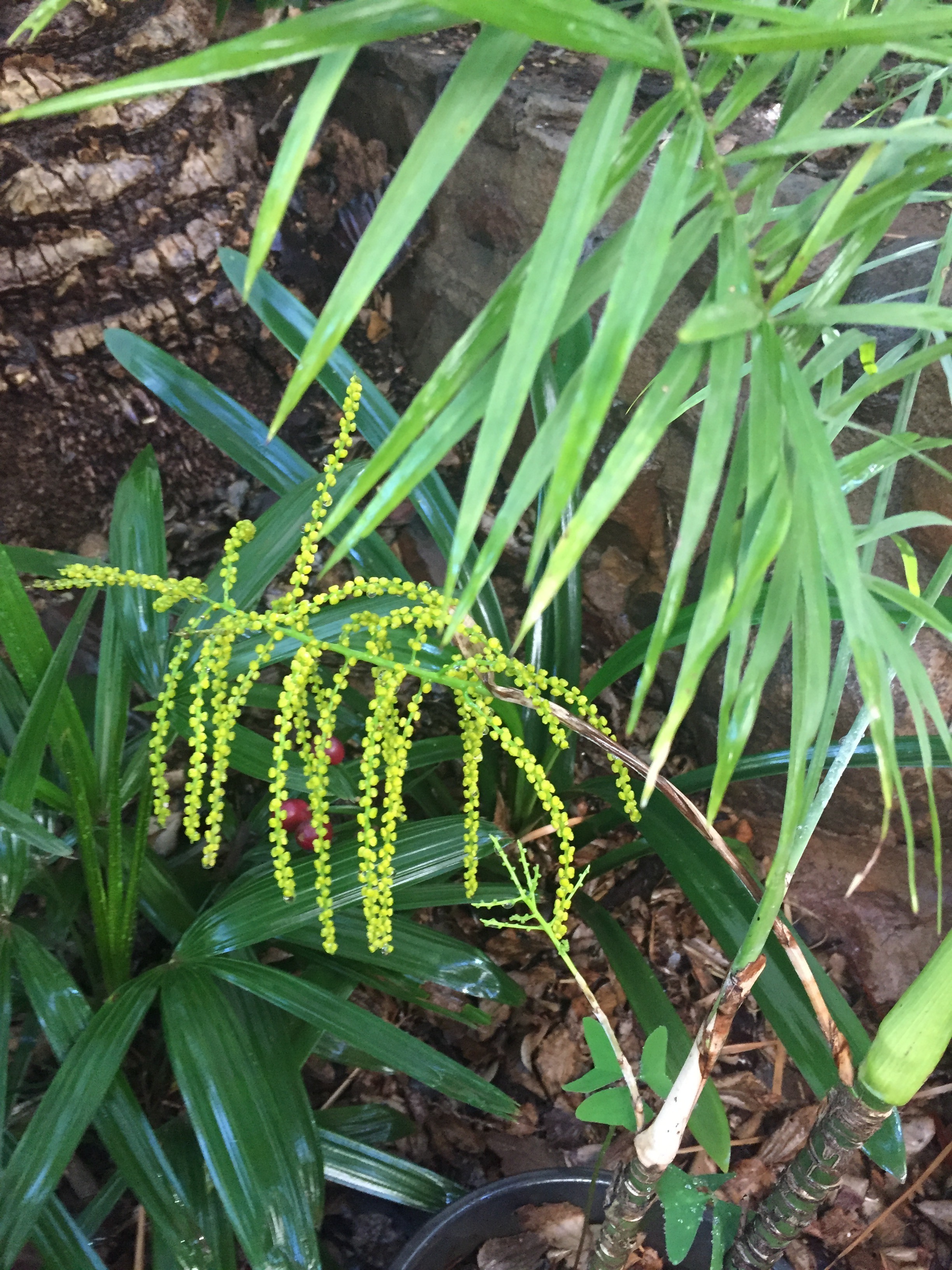 Chamaedorea plumosa | Baby Queen Palm - ProjectPalm.net