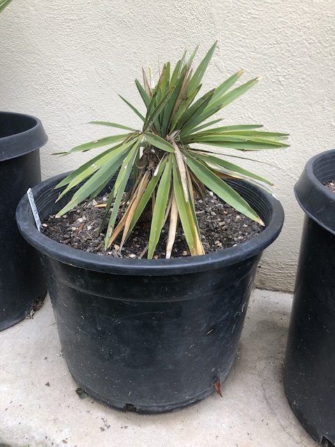 Hemithrinax ekmaniana | Jumagua Palm - ProjectPalm.net