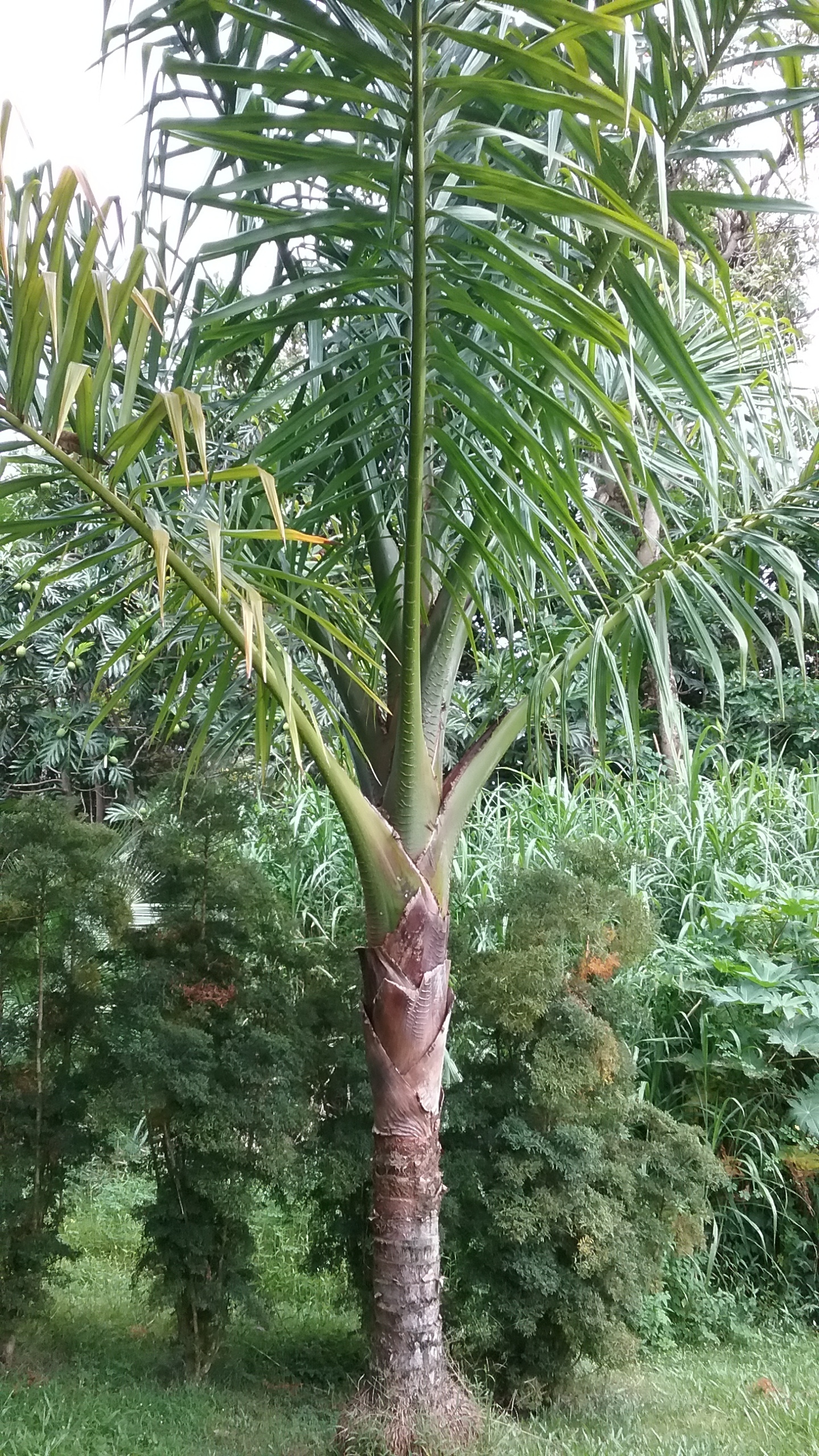 Metroxylon warburgii | Vanuatu Sago Palm - ProjectPalm.net