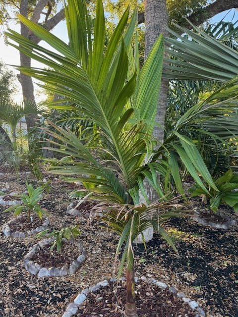 Areca macrocalyx var. Marie - ProjectPalm.net