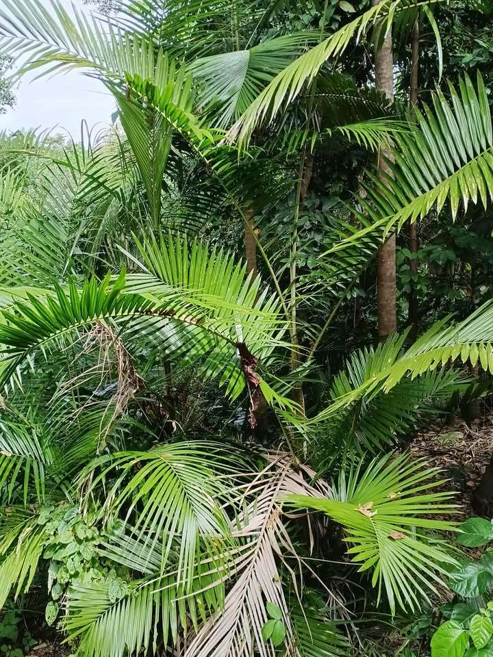 Calamus australis | Wait-a-While, Lawyer Cane - ProjectPalm.net