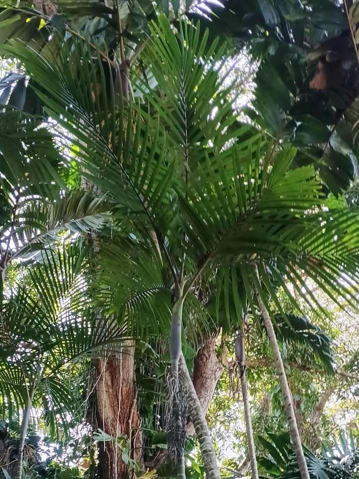 Pinanga philippinensis | Elmer's Palm - ProjectPalm.net