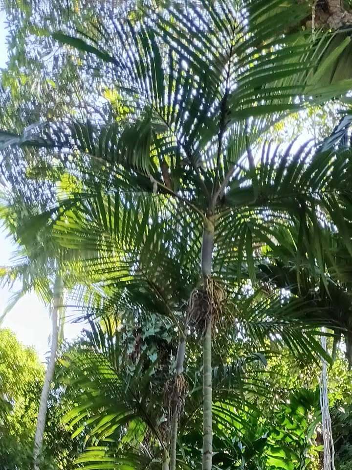 Pinanga philippinensis | Elmer's Palm - ProjectPalm.net