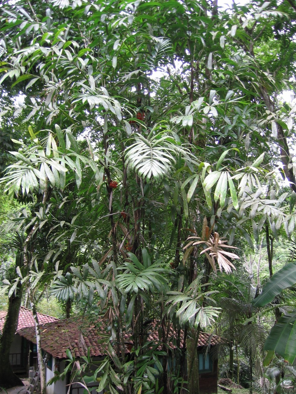 Bactris mexicana var. mexicana - ProjectPalm.net