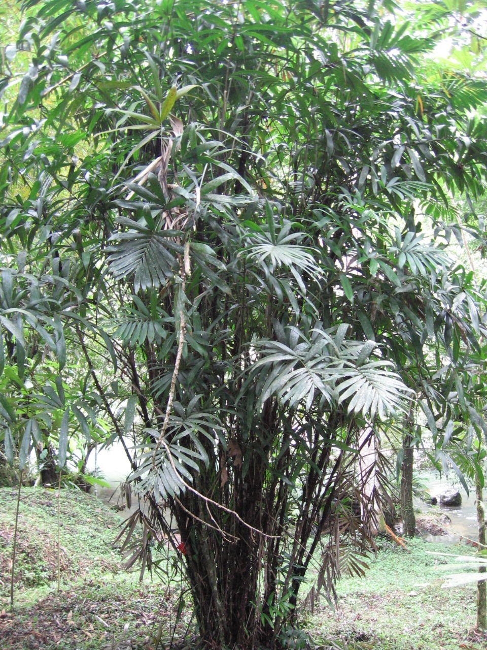 Bactris mexicana var. mexicana - ProjectPalm.net