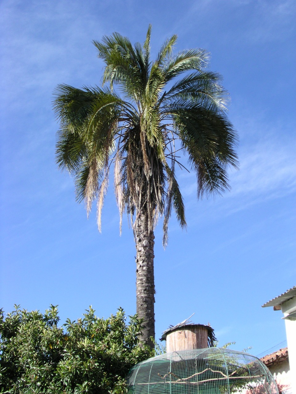 Parajubaea torallyi var. torallyi | Pasopaya Palm - ProjectPalm.net