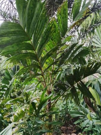 Social Community for Palm Tree Enthusiasts - ProjectPalm.net