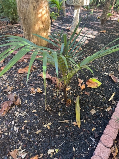 Cyphophoenix alba | White Crownshaft Palm - ProjectPalm.net