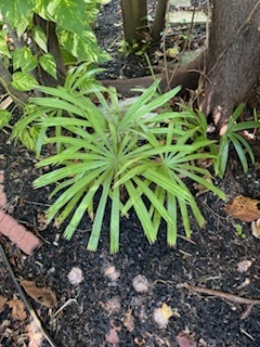 Licuala distans - ProjectPalm.net