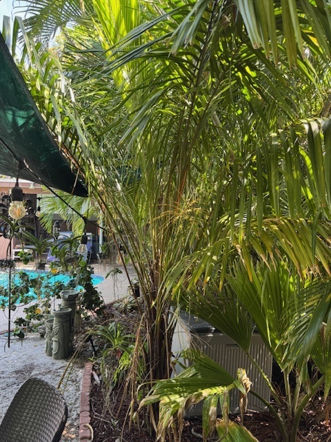 Syagrus schizophylla | Arikury Palm - ProjectPalm.net